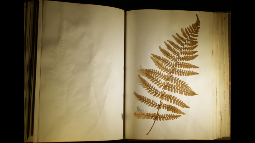Fern Fever - Santa Cruz Museum of Natural History