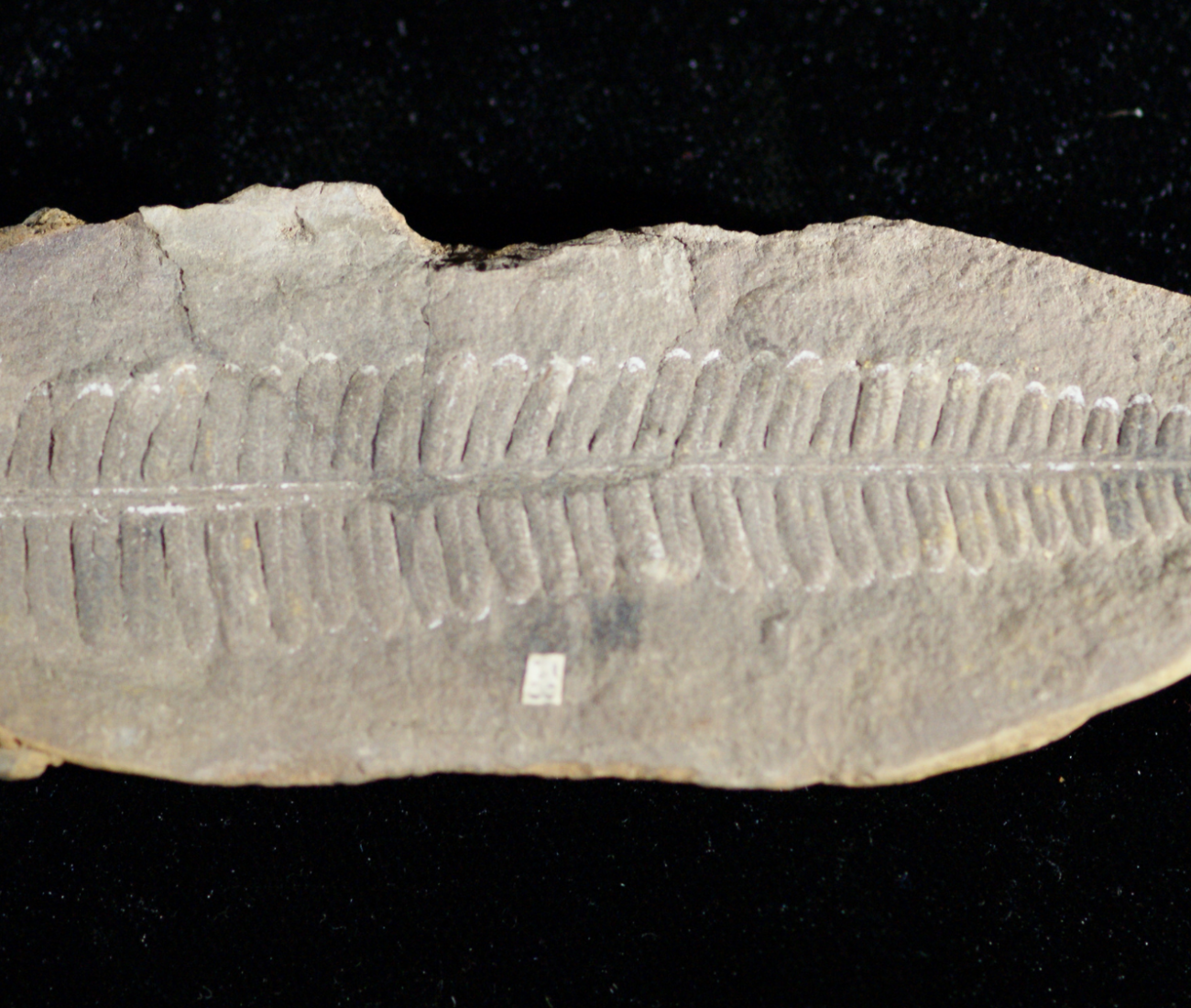 Paleobotany - Santa Cruz Museum of Natural History