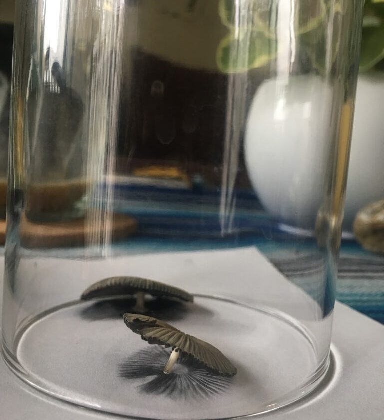 How to Make a Spore Print - Santa Cruz Museum of Natural History