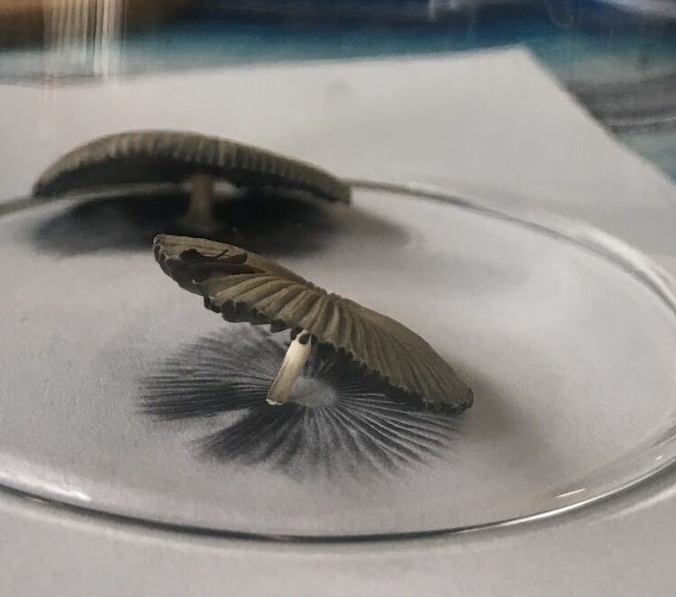 How to Make a Spore Print - Santa Cruz Museum of Natural History