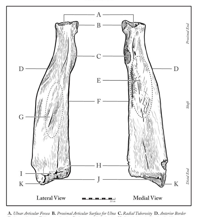 Prehistoric Sloth, Present-Day Discovery - Santa Cruz Museum of Natural ...
