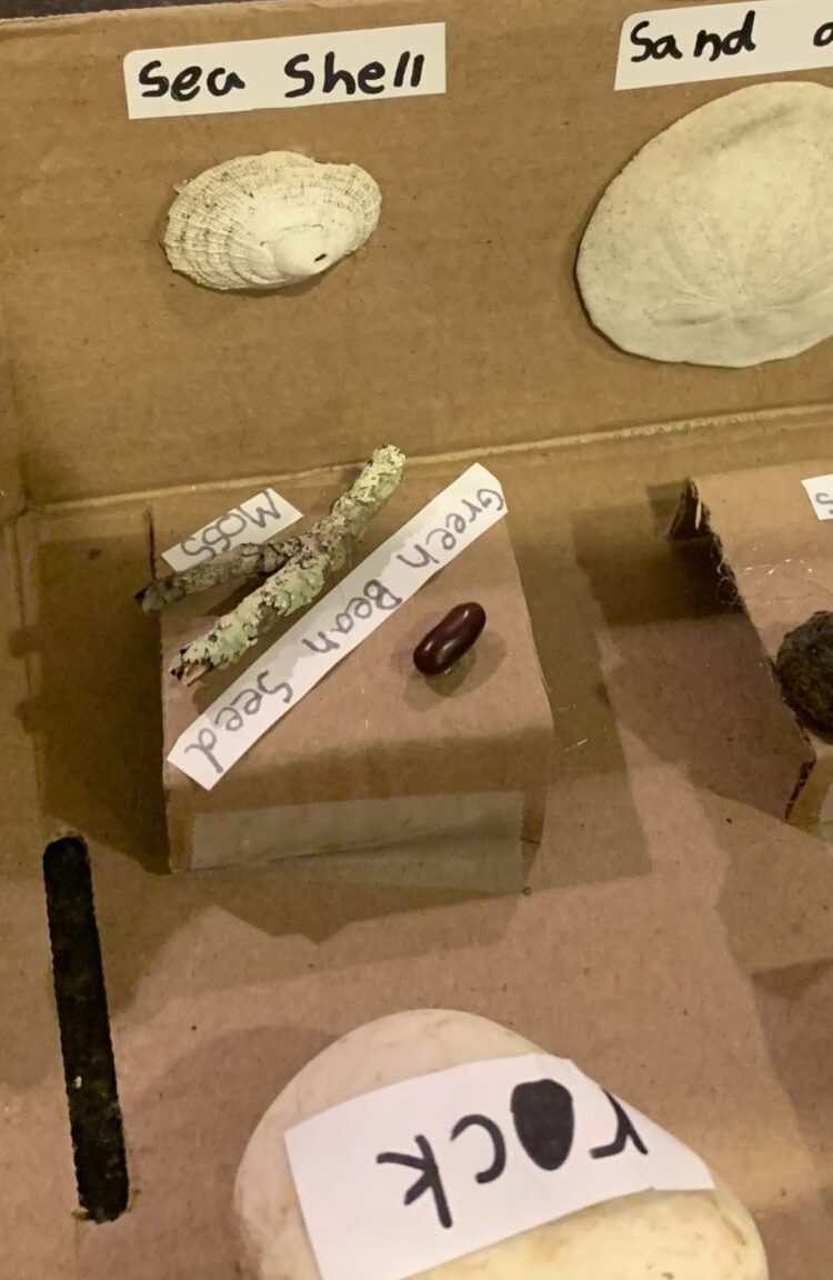 Mini Museum Exhibit Project | 2nd Grade - Santa Cruz Museum of Natural ...