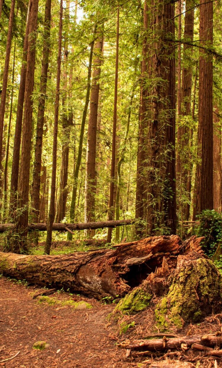 Intro to the Santa Cruz Redwoods - Santa Cruz Museum of Natural History