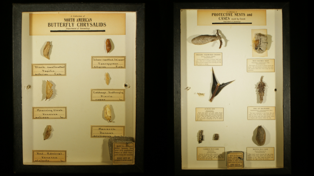 Ward’s Natural Science Establishment - Santa Cruz Museum of Natural History