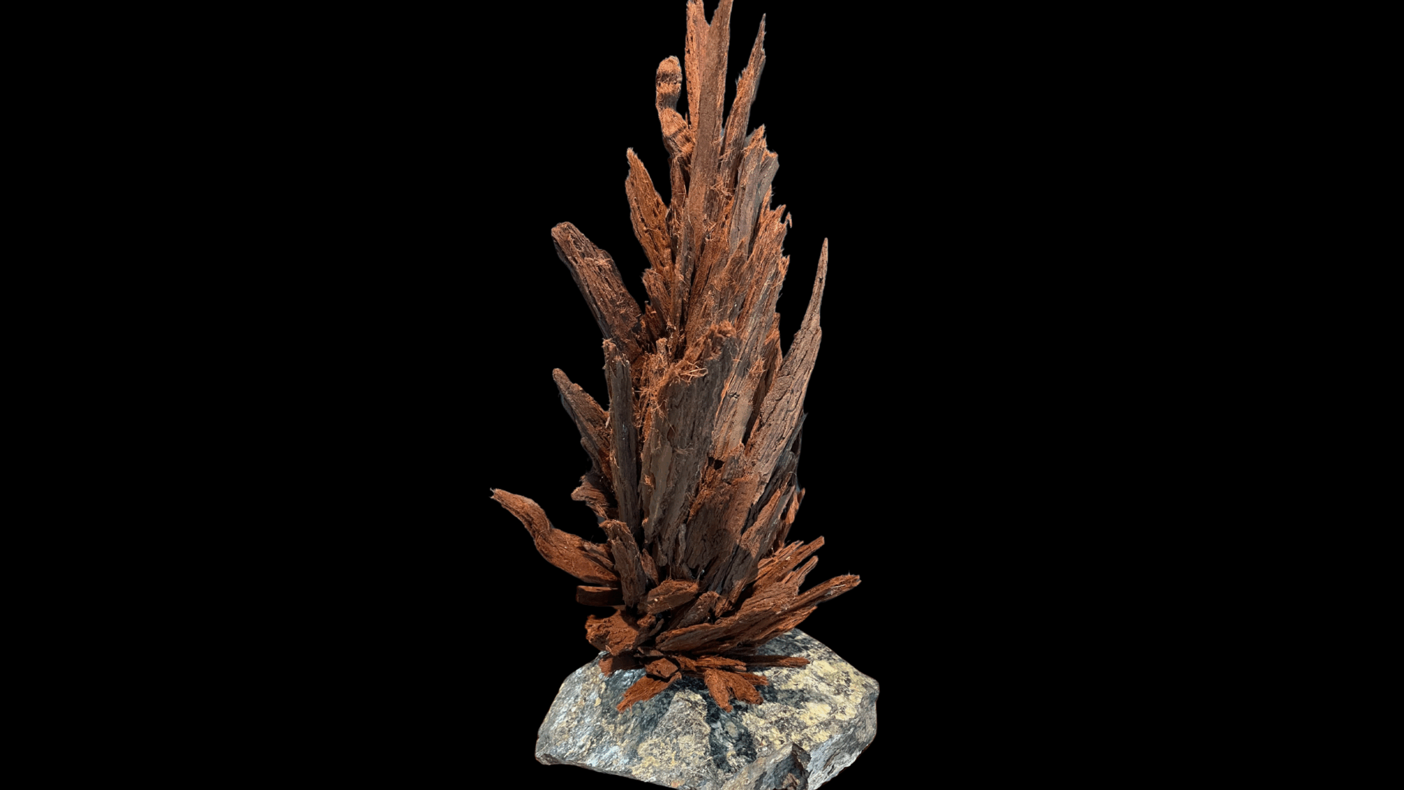 Redwoods in Sculpture - Santa Cruz Museum of Natural History