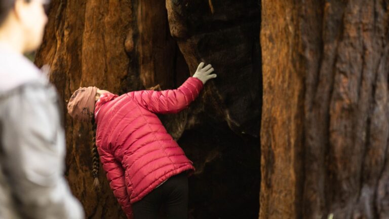 Redwood Forest Expedition: San Vicente Redwoods - Santa Cruz Museum of ...