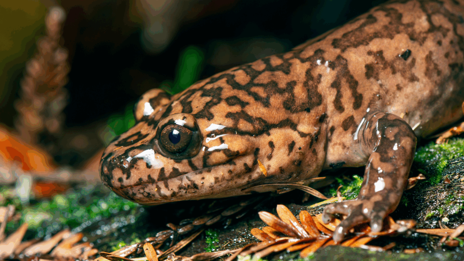 The Grandeur of Giant Salamanders - Santa Cruz Museum of Natural History