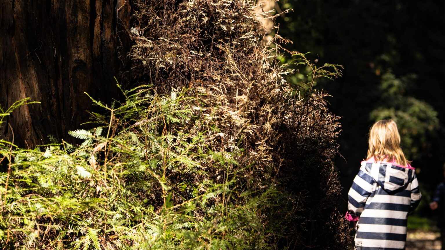 Redwood Forest Expedition: Byrne-Milliron Forest - Santa Cruz Museum of ...
