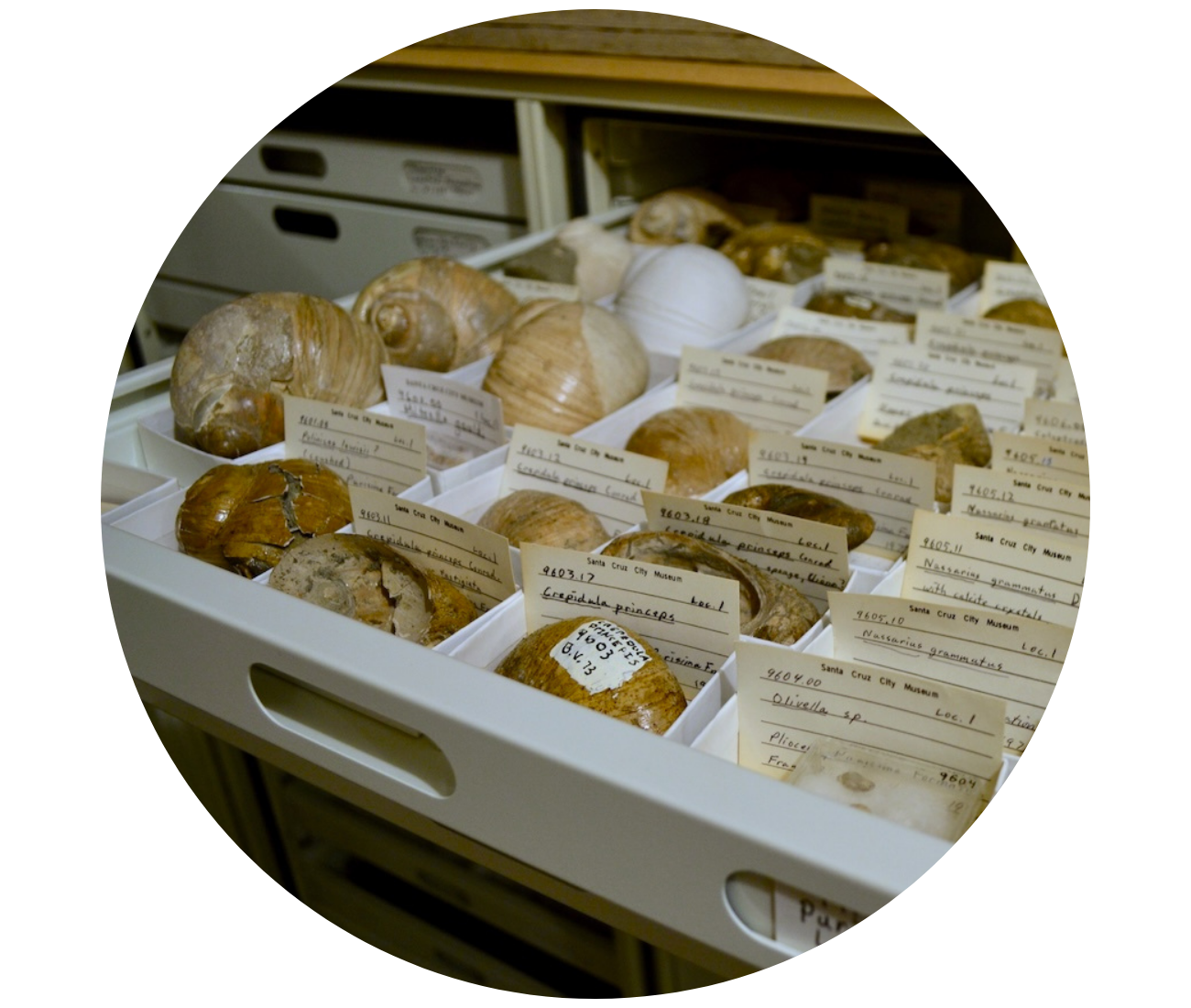 Fossil Collections - Santa Cruz Museum of Natural History